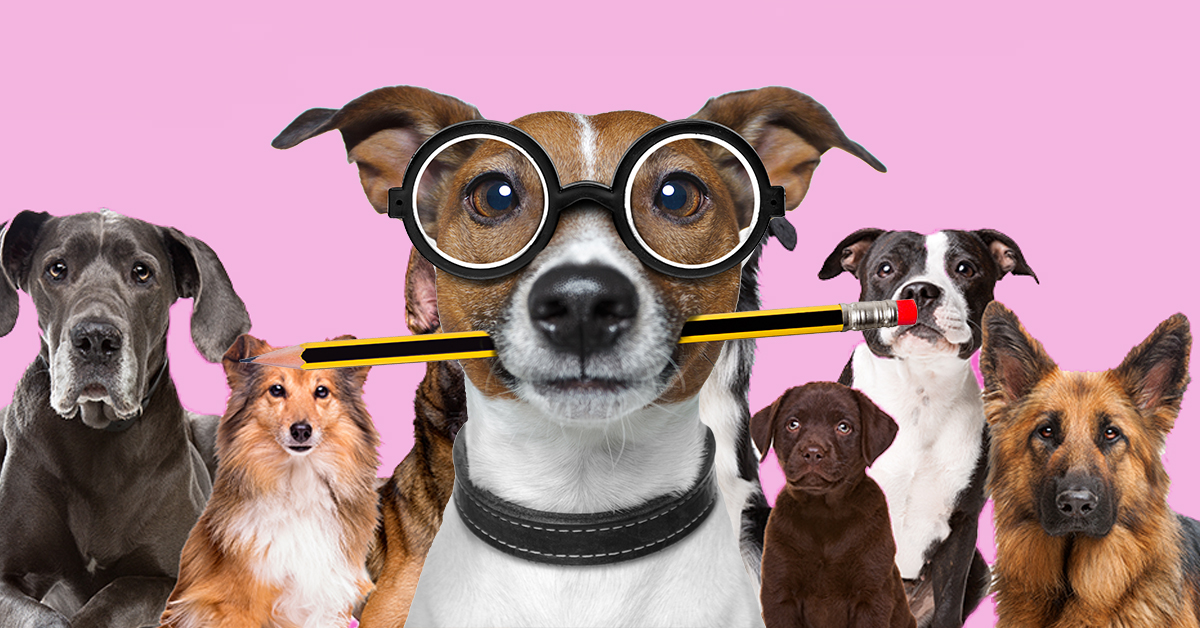 Woef! Dit zijn de 7 slimste hondensoorten - 100%NL Magazine