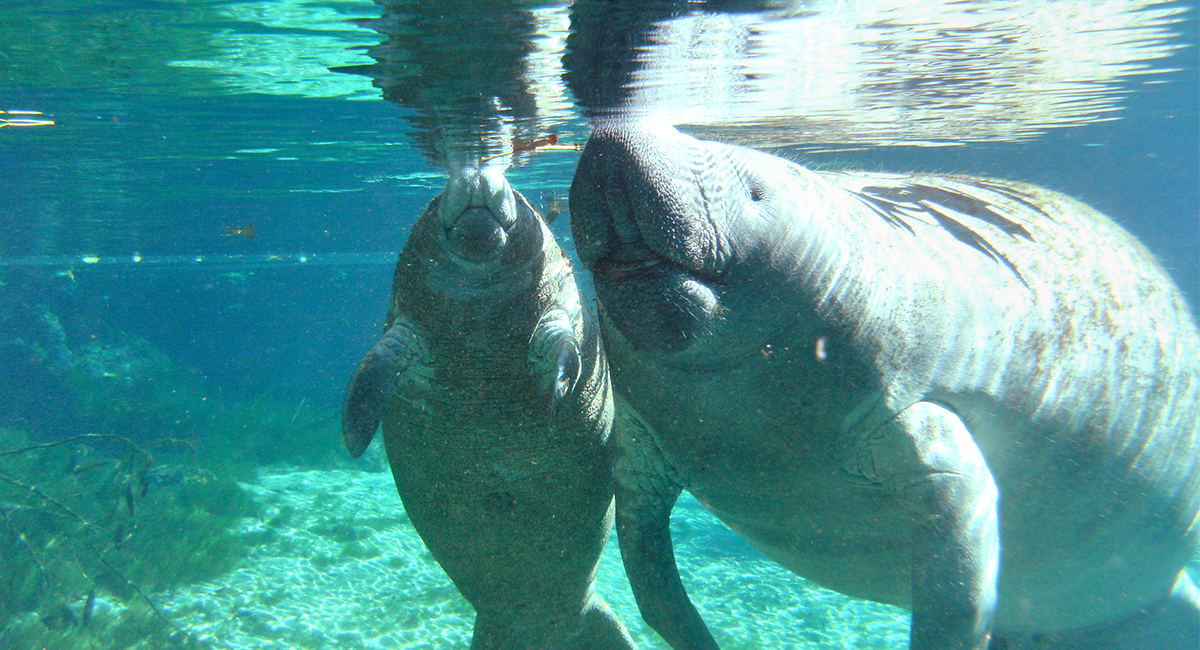 Goed nieuws: er wordt een jonge zeekoe verwacht in Burgers' Zoo! - 100 ...