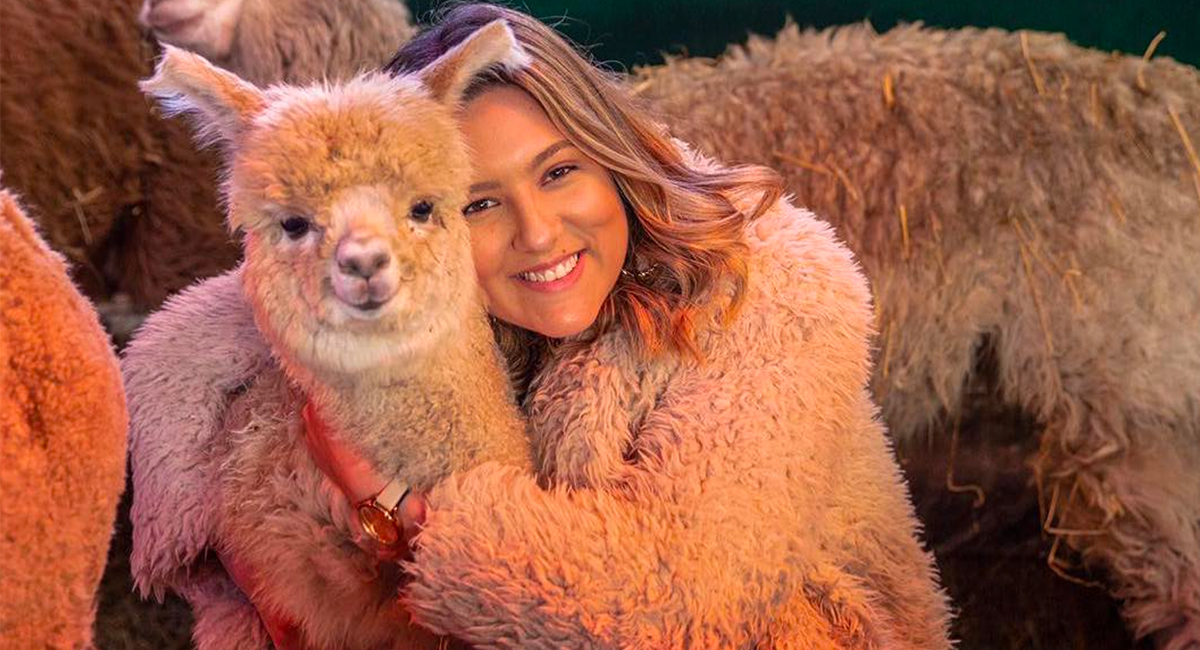 Dit wil je: hier kun je high tea'en tussen de alpaca's - 100%NL Magazine