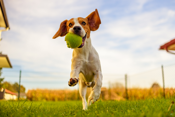 Op déze manieren maak jij je hond dolgelukkig! - 100%NL Magazine