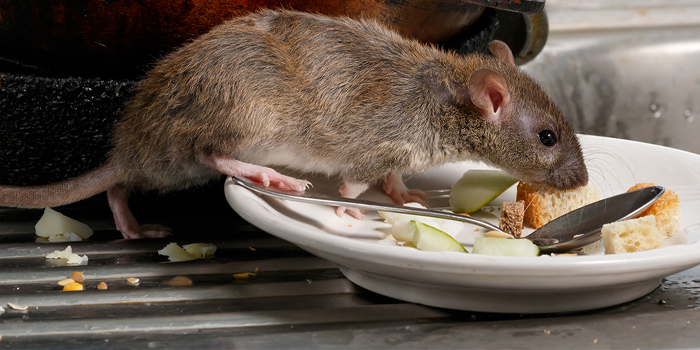 Last van muizen? Zó kun je het bestrijden en voorkomen!