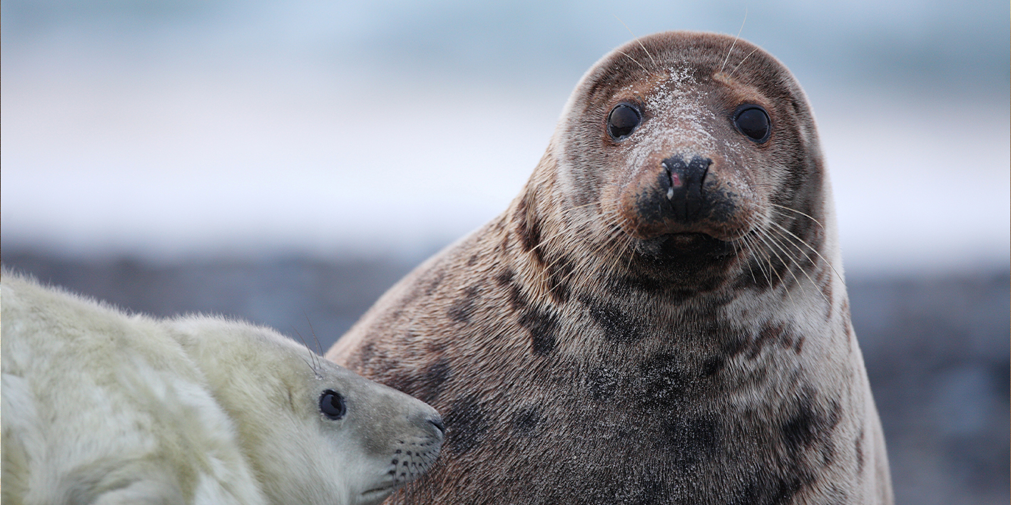 De leukste dierenuitjes in de Kop van Noord-Holland! - 100%NL Magazine