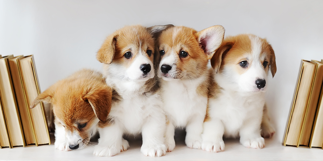 Een puppy kopen? Hier moet je allemaal op letten! - 100%NL Magazine