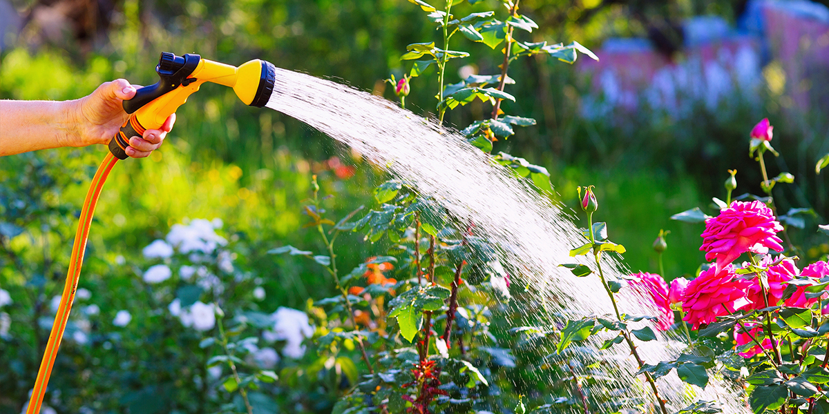 Wat is de beste tijd om je tuin te sproeien? Lees hier!
