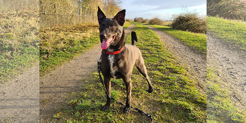 Mishandeld hondje Leo werd een jaar lang opgesloten in een kast, met ...