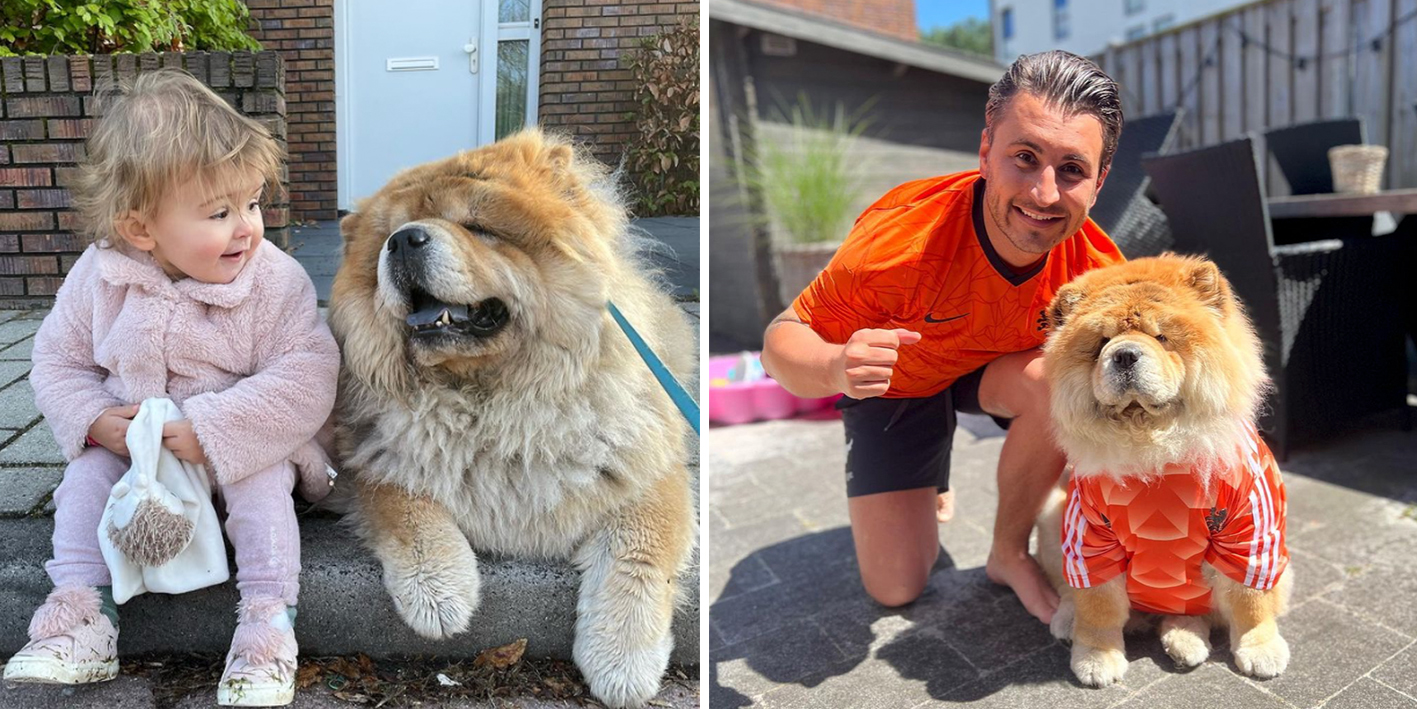 HAHA: Zelfs hond Sjaak is klaar met deze regenachtige zomer